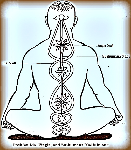 Important Body organs to activate or awaken Kundalini Shakti ...
